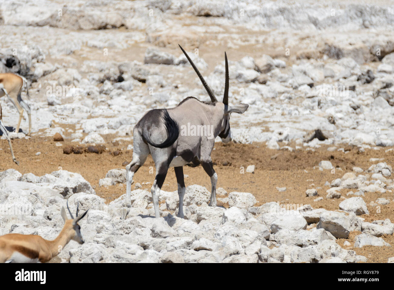 Wild oryx antelope in the African savannah Stock Photo - Alamy
