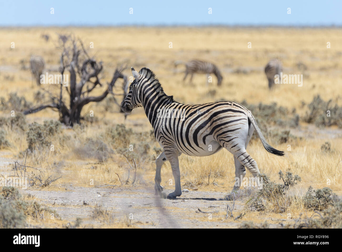 Wild zebras walking in the African savanna Stock Photo - Alamy