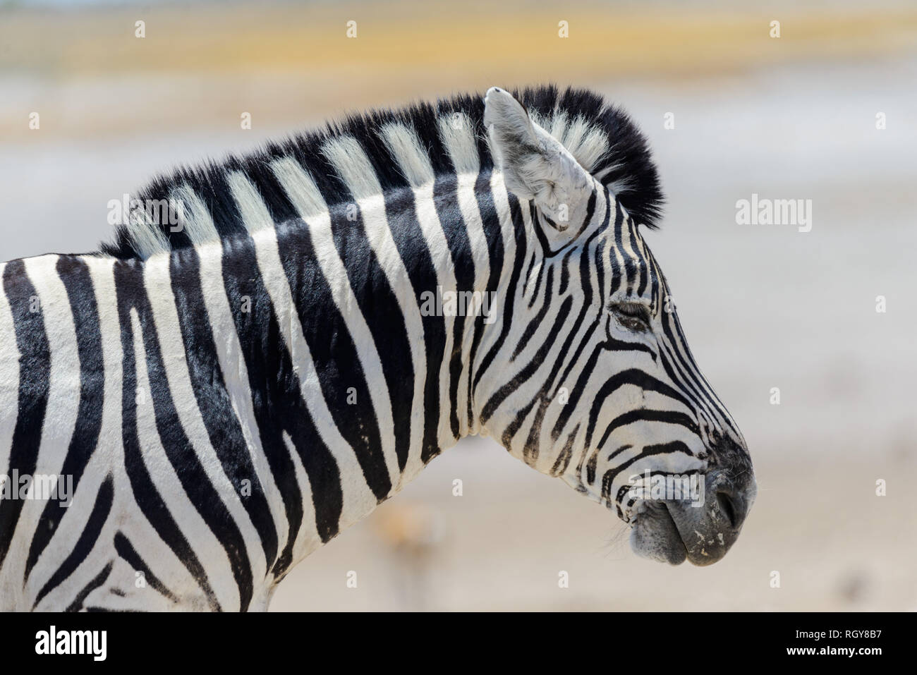 African zebra running head hi-res stock photography and images - Alamy