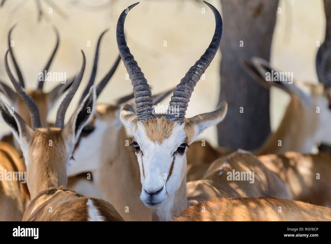 Wild springbok antelope portrait in the African savanna close up Stock ...