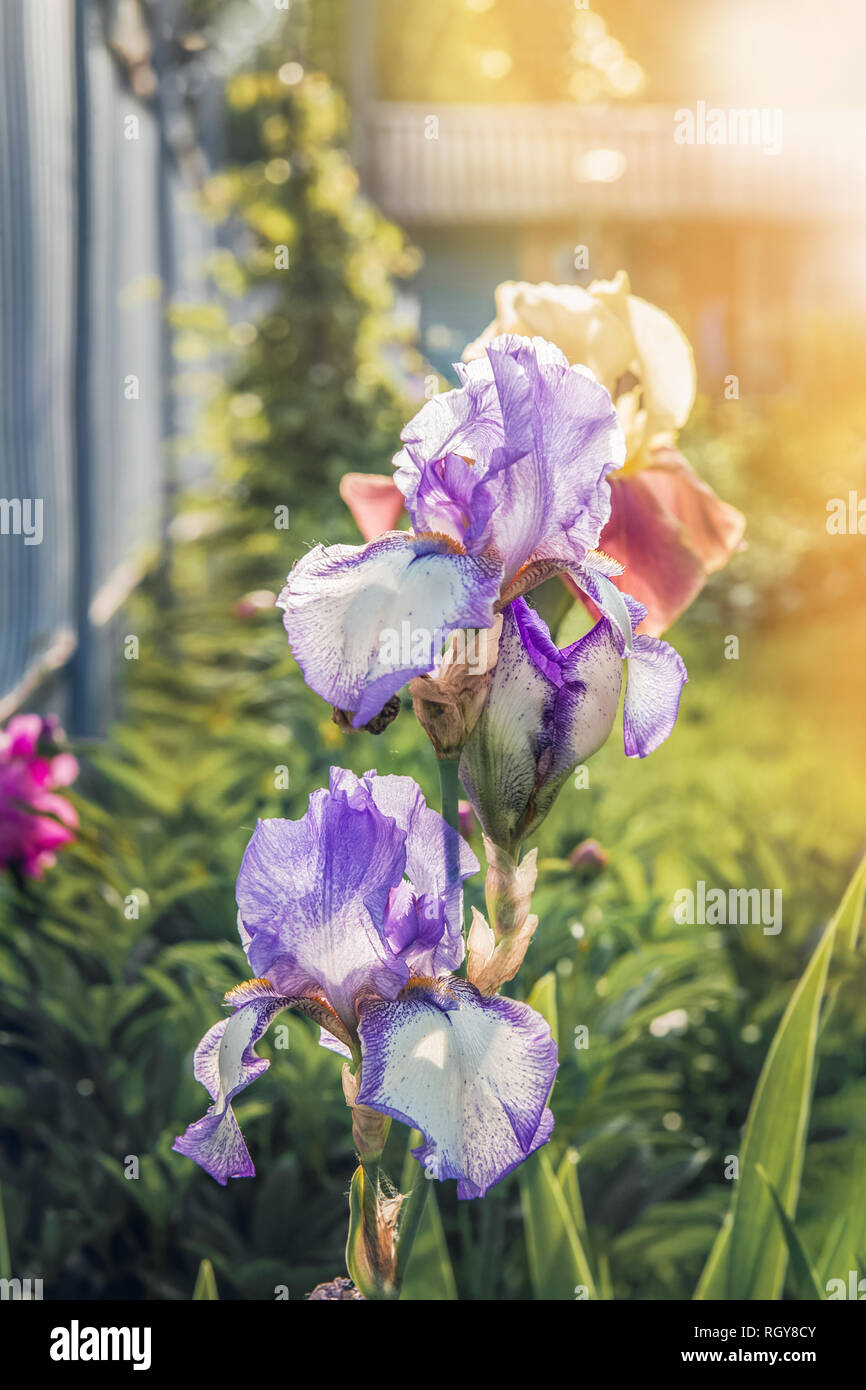 Blue flowers of iris marsh in the garden. Sunny day, blurred background ...