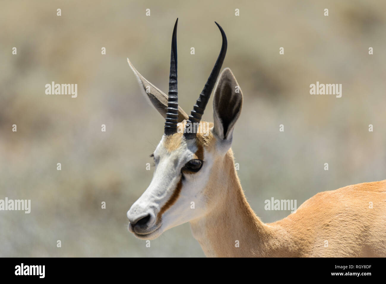 Wild springbok antelope portrait in the African savanna close up Stock ...