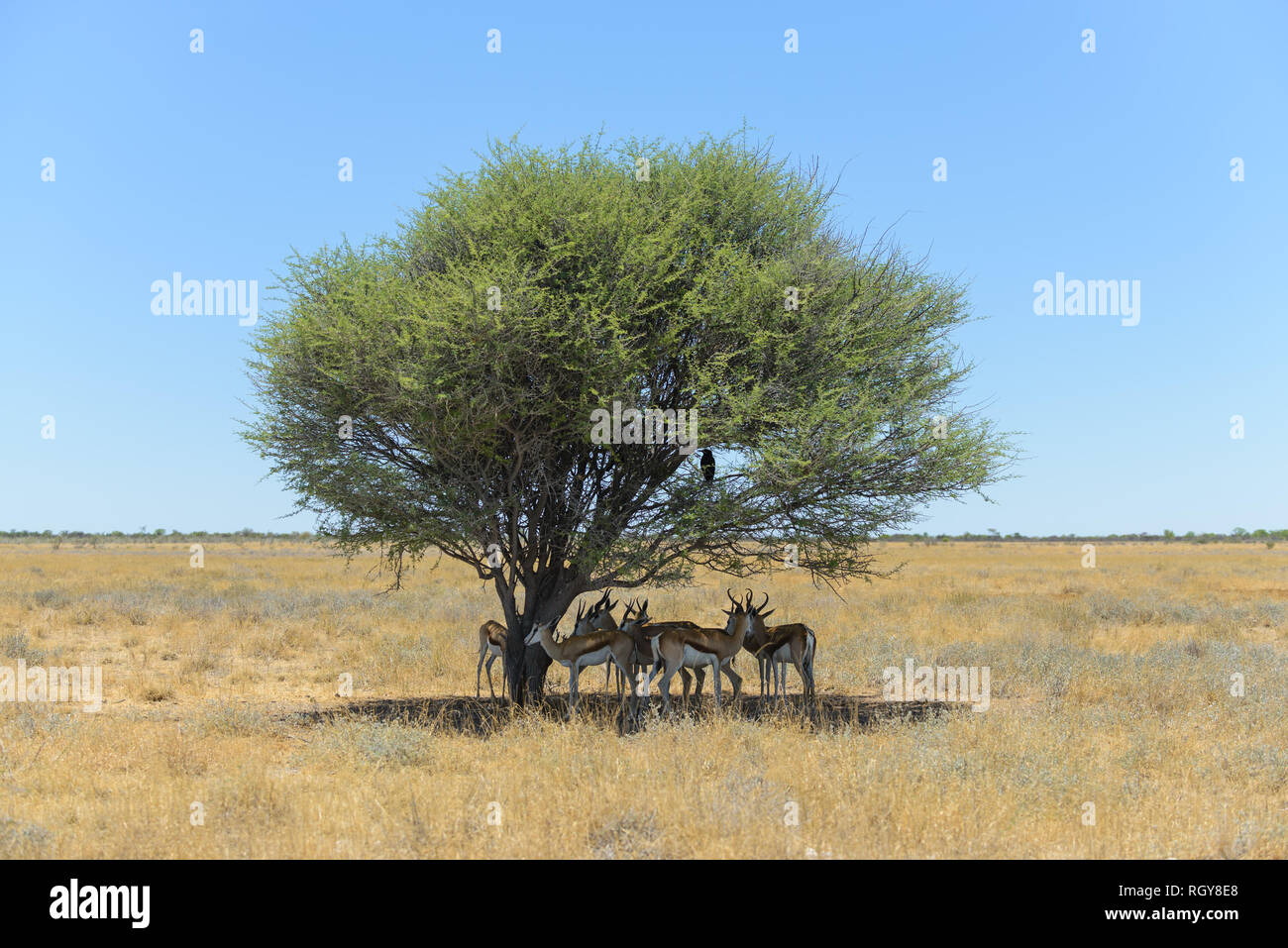 Wild springbok antelopes beneath tree in the African savanna Stock ...