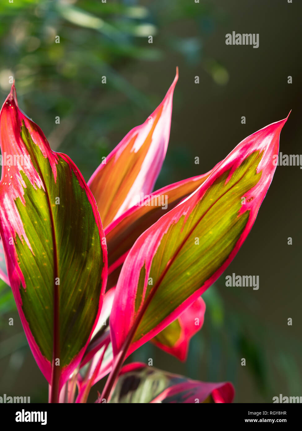 Closeup Beautiful Leaves of Cordyline fruticosa Tree Isolated on Nature ...
