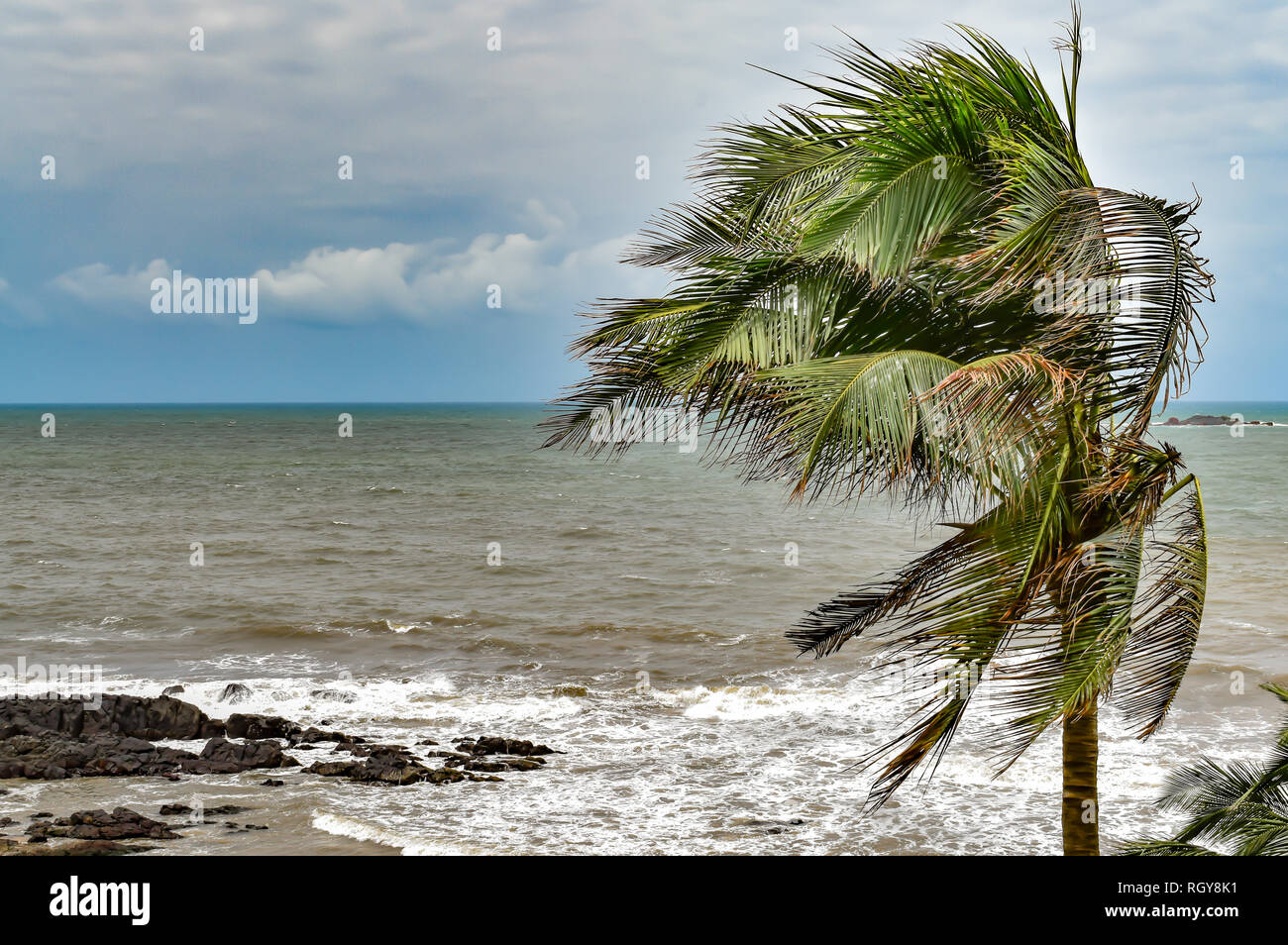 Palm tree leaves rustling in cyclonic winds in rough monsoon season ...