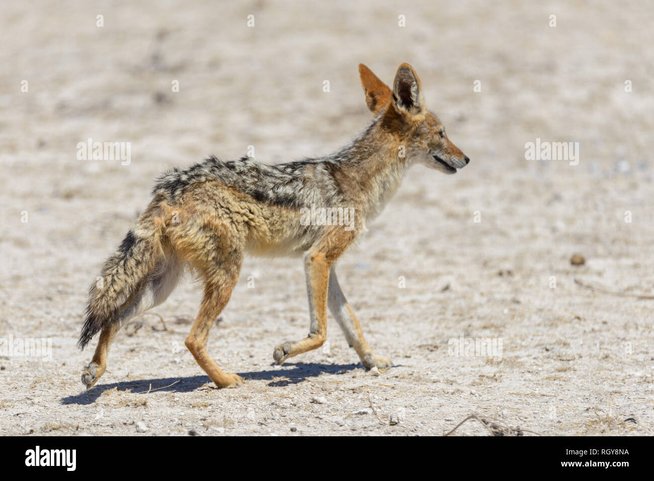 Wild jackal in the African savanna Stock Photo - Alamy