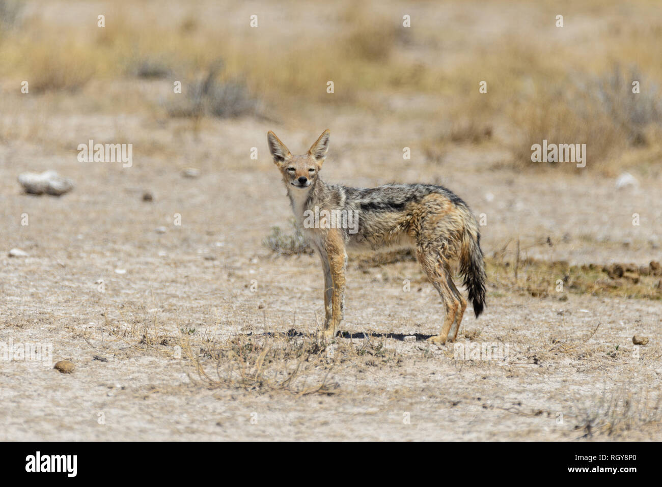 Wild jackal in the African savanna Stock Photo - Alamy