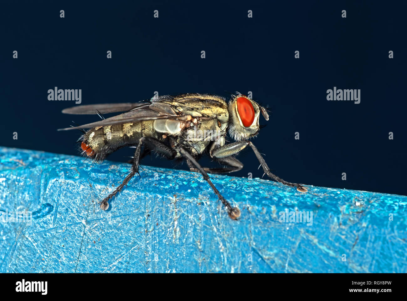 Macro Photography of House Fly Isolated on Background Stock Photo - Alamy