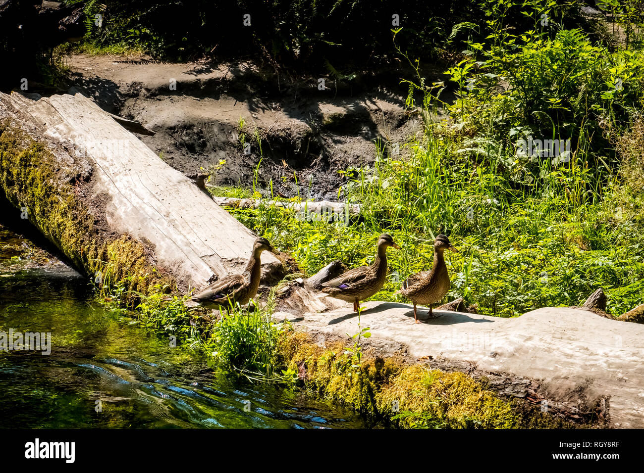 Temperate north american birds hi-res stock photography and images - Alamy