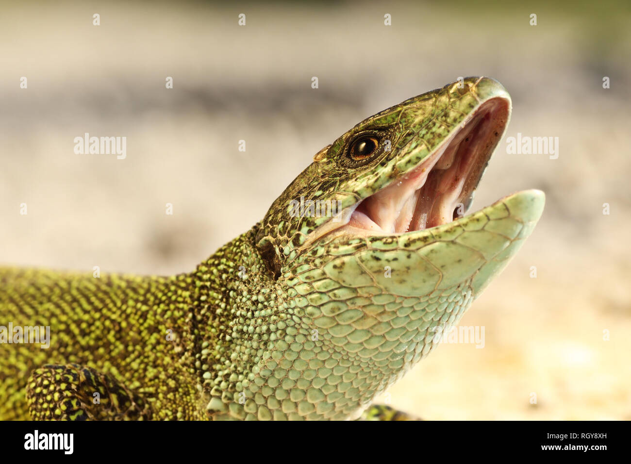 aggressive male green lizard in mating season ( Lacerta viridis ); in ...