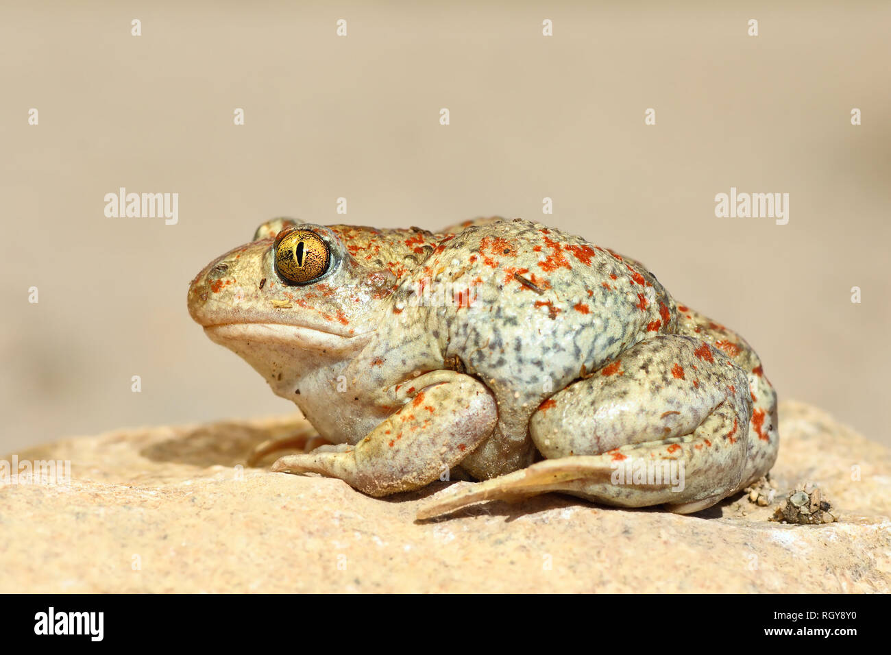 beautiful colored garlic toad, full length wild animal ( Pelobates ...