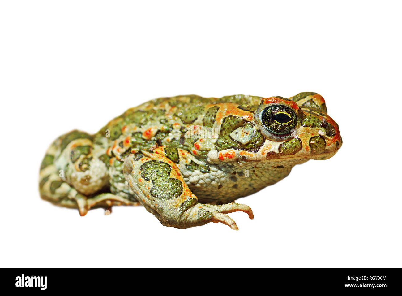 Bufotes viridis isolated over white, the common european green toad ...