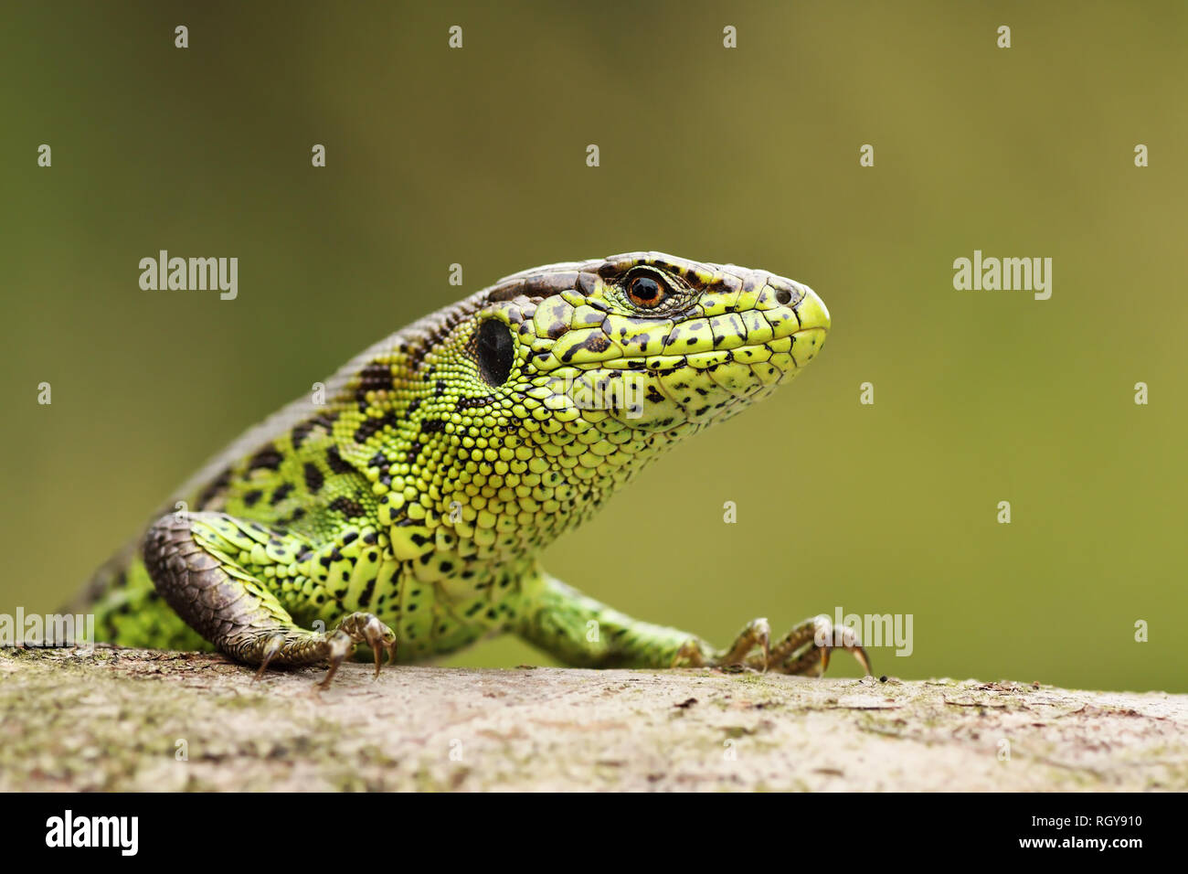 Adult male lizard hi-res stock photography and images - Alamy