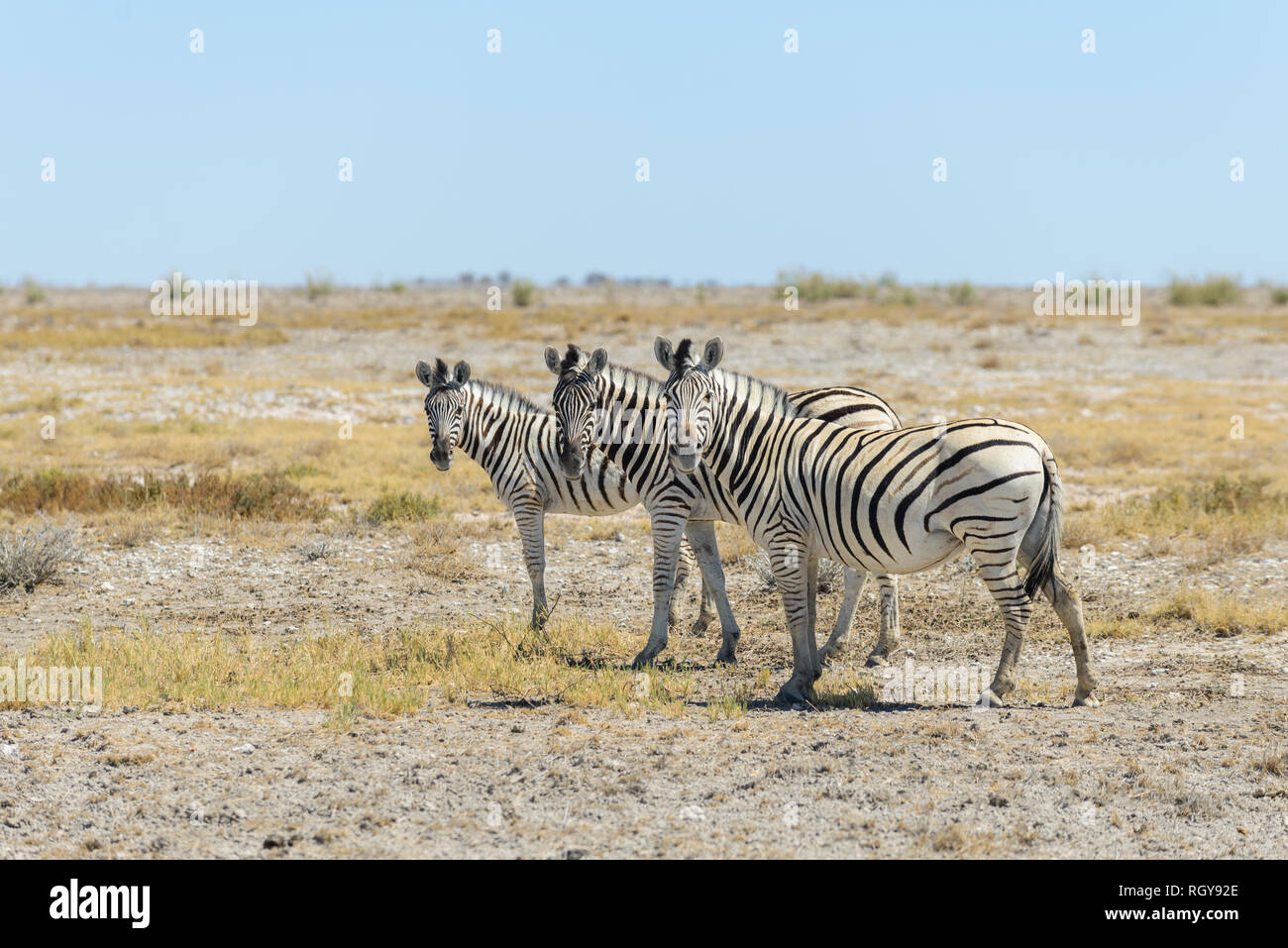 Wild zebra walking in the African savanna Stock Photo - Alamy
