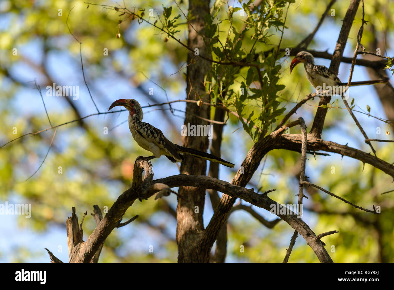 Yellow beak toko hi-res stock photography and images - Alamy