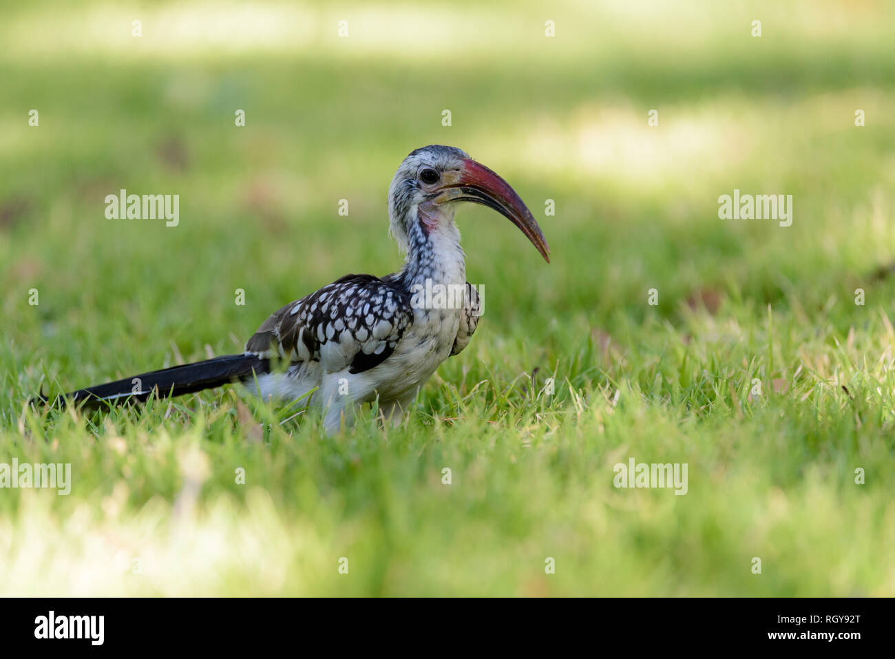 Yellow beak toko hi-res stock photography and images - Alamy