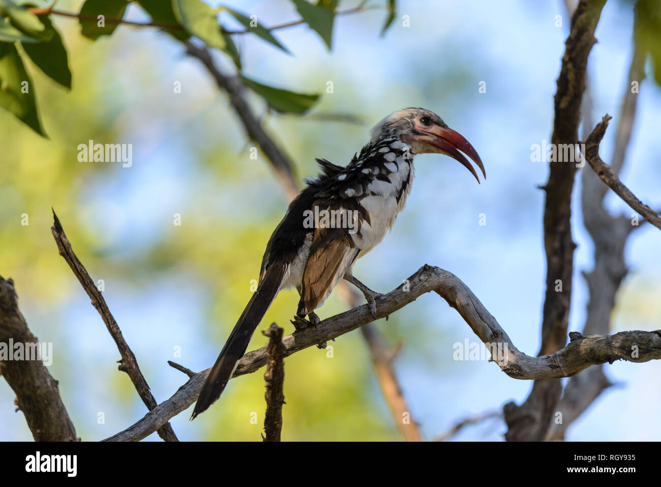 Yellow beak toko hi-res stock photography and images - Alamy
