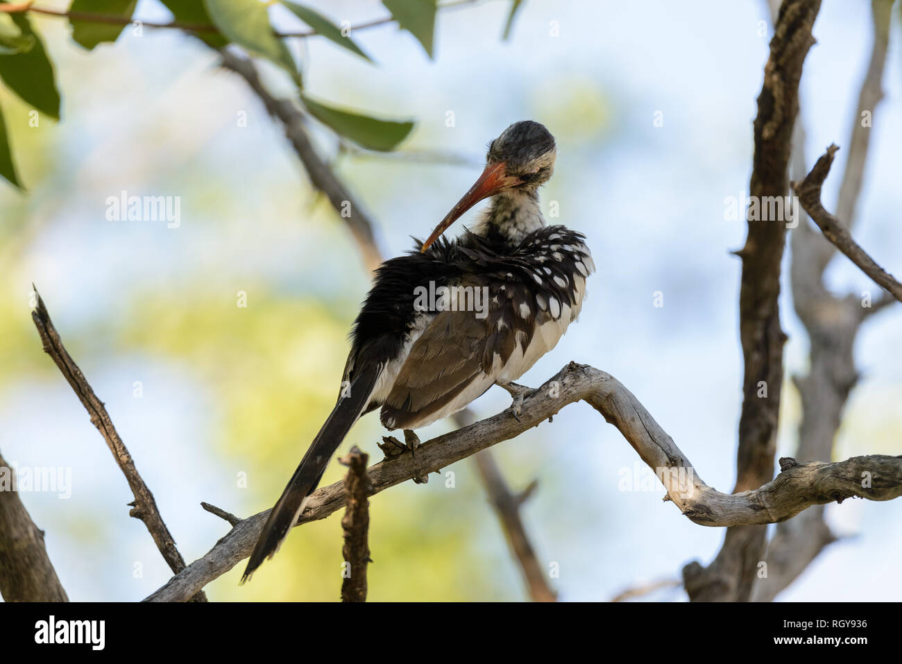 Yellow beak toko hi-res stock photography and images - Alamy