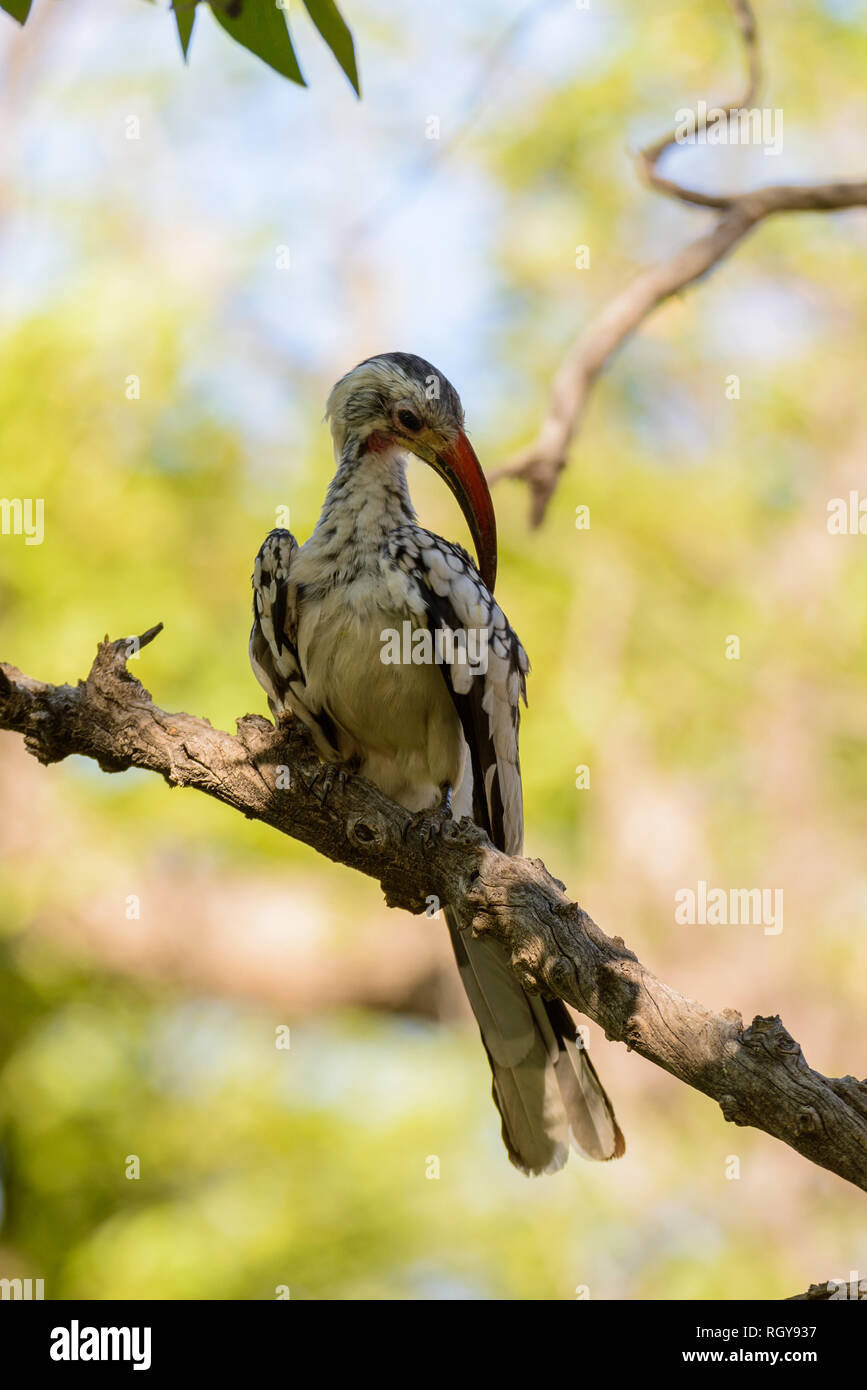 Yellow beak toko hi-res stock photography and images - Alamy