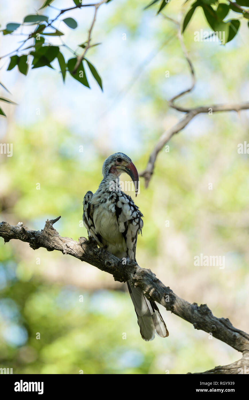 Yellow beak toko hi-res stock photography and images - Alamy