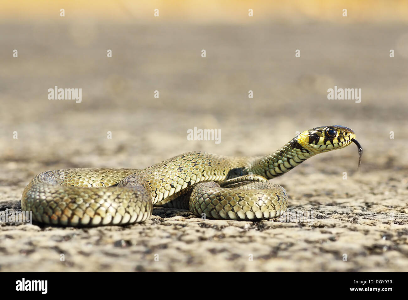 Standing snake hi-res stock photography and images - Alamy