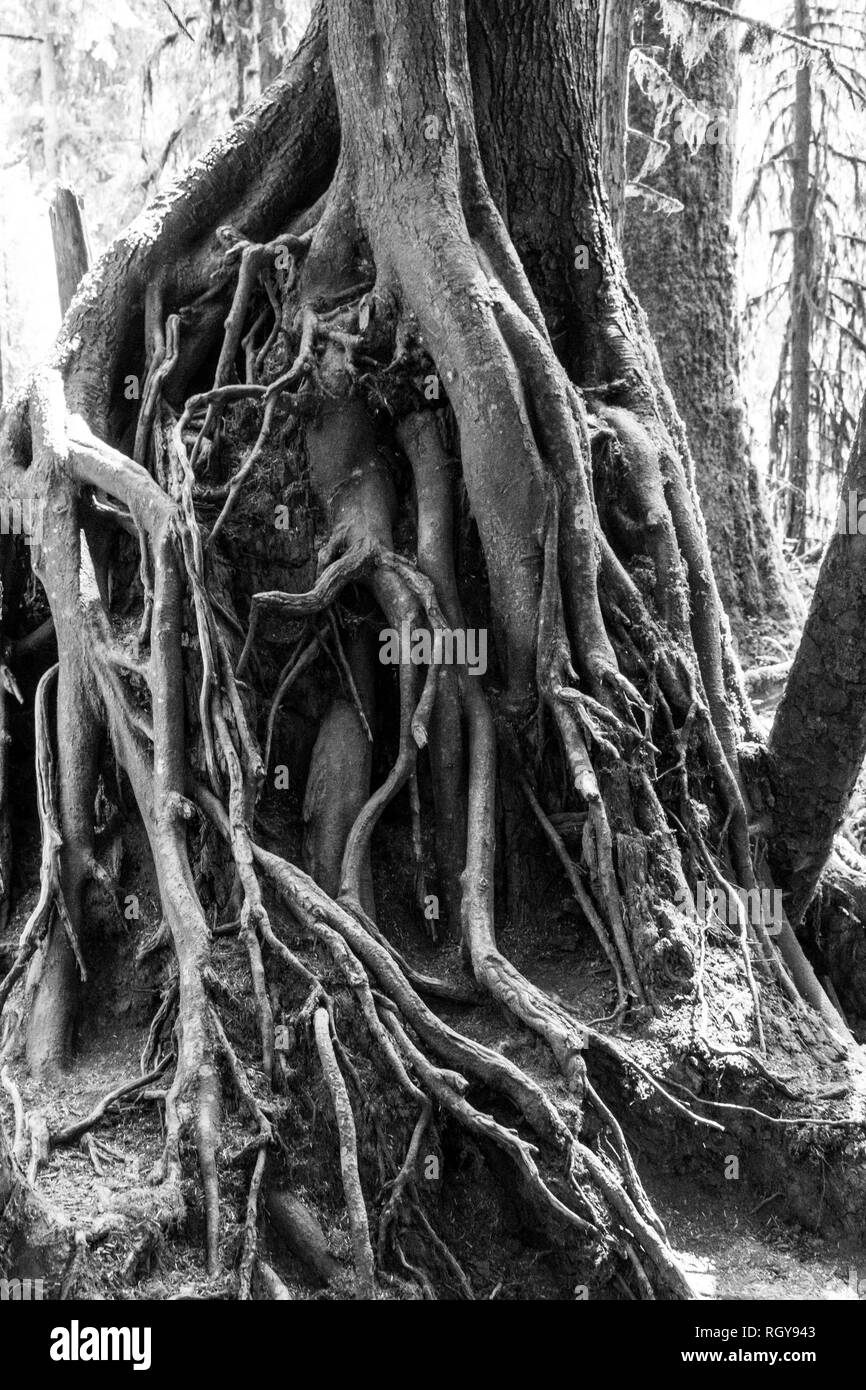 Sitka spruce forest Black and White Stock Photos & Images - Alamy