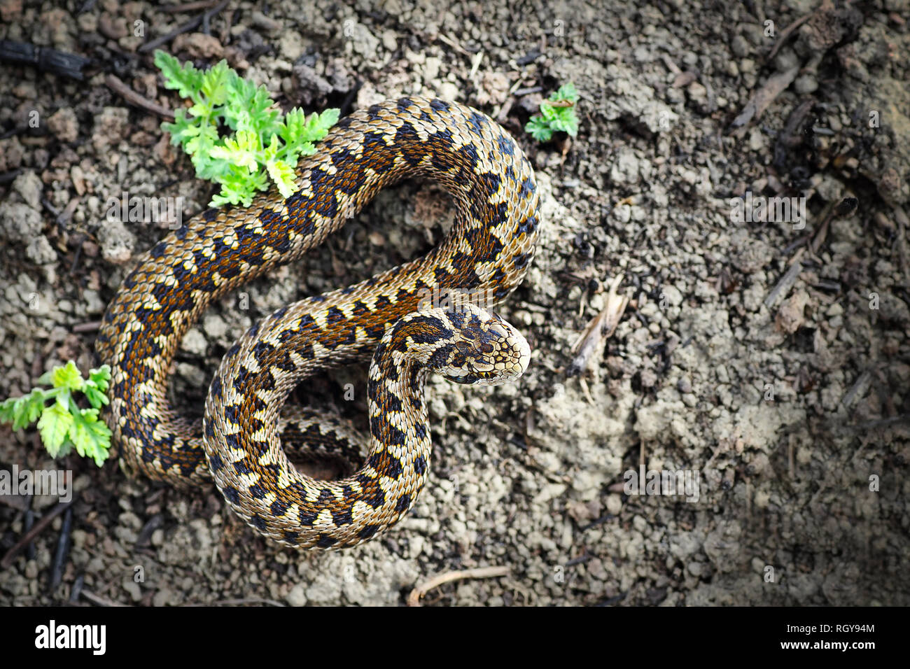 full length meadow viper basking in natural habitat ( Vipera ursinii ...