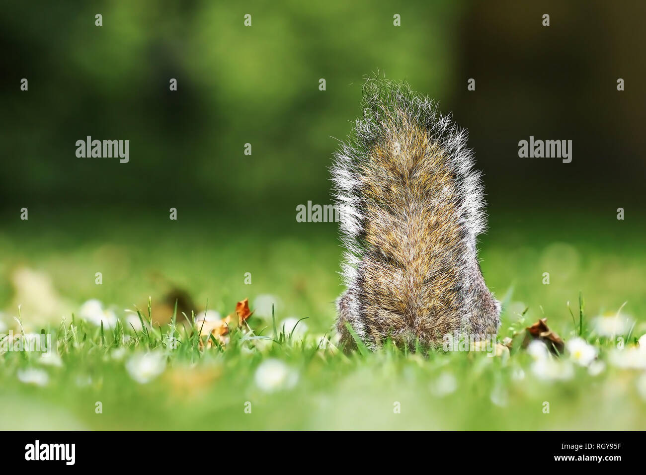 Squirrel tail hi-res stock photography and images - Alamy