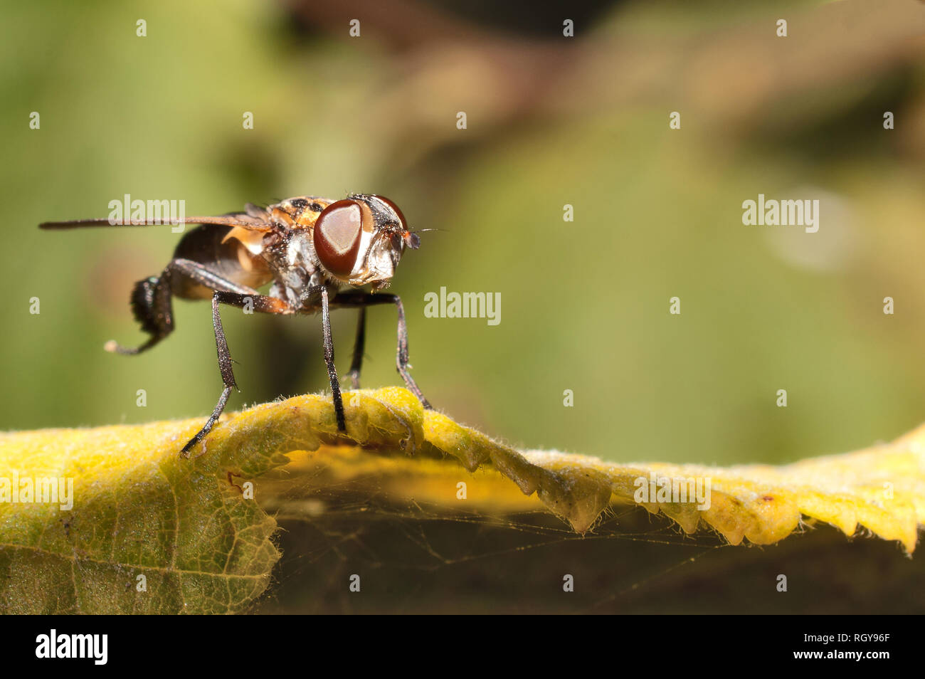 Fly cleans its paws on a leaf Stock Photo - Alamy