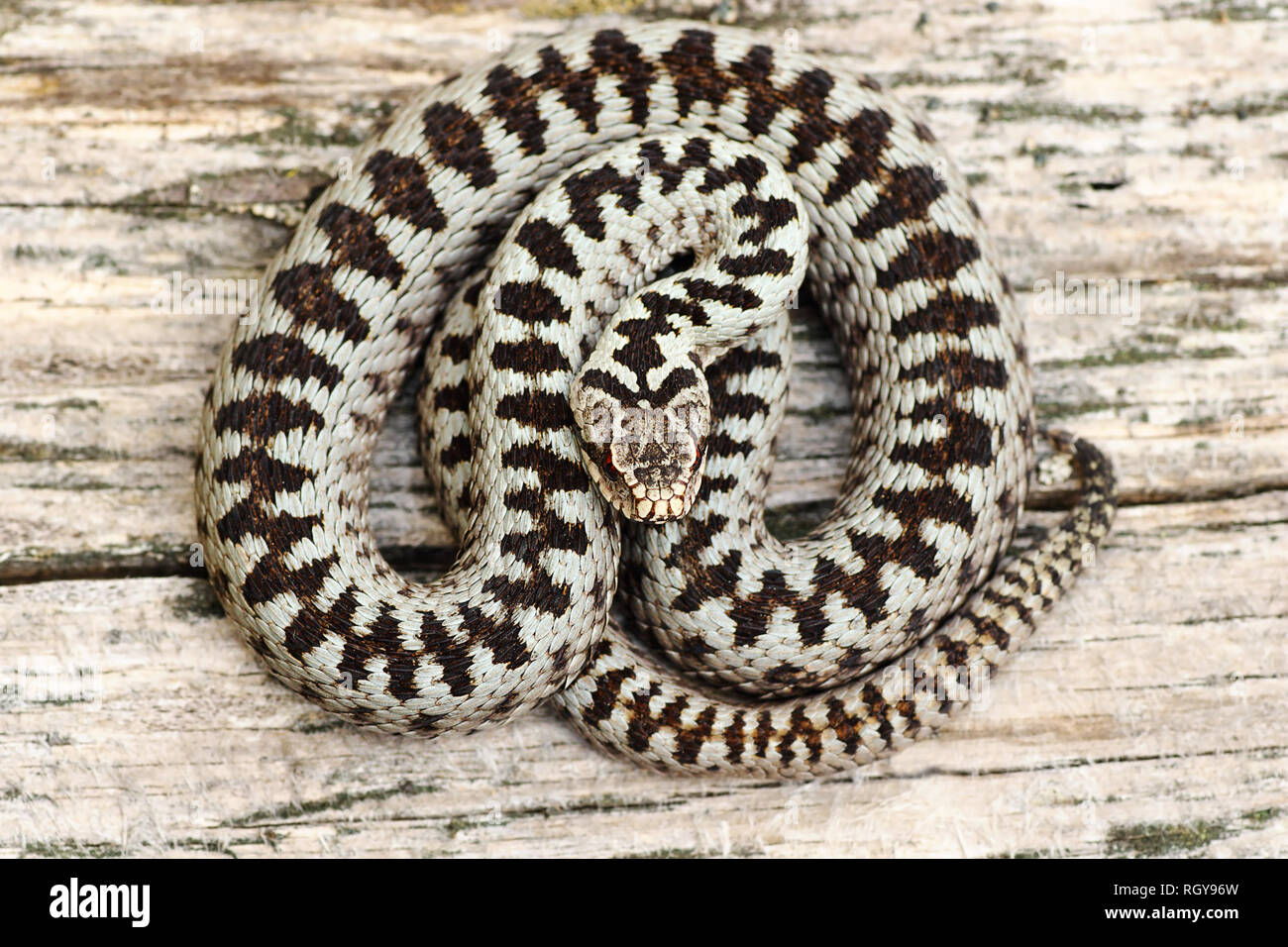 male common adder basking abandoned on wood plank ( Vipera berus Stock ...