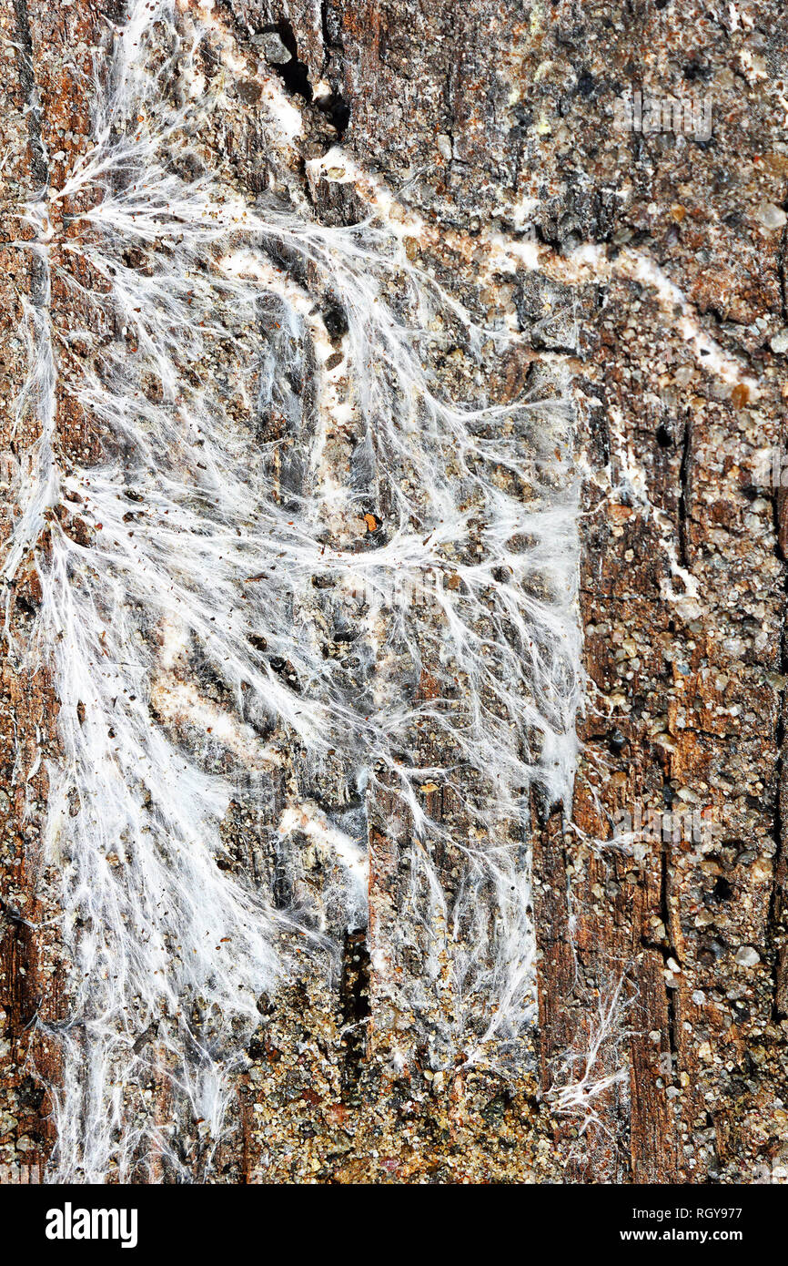 mine fungus mycelium on damp wood board ( Fibroporia syn Androdia ...