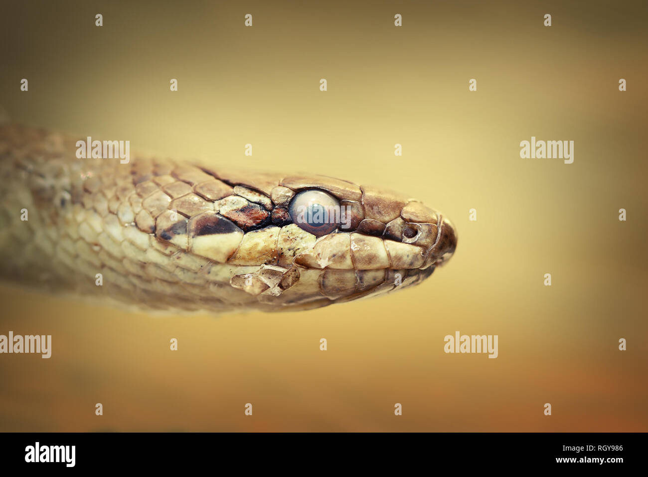 Smooth snake hi-res stock photography and images - Alamy