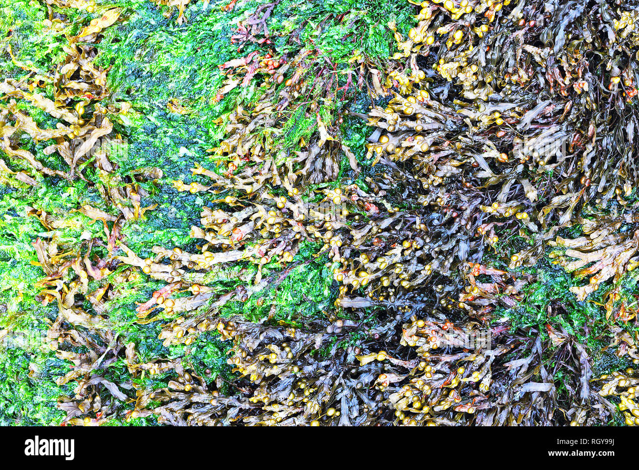 Natural plant environment hi-res stock photography and images - Alamy