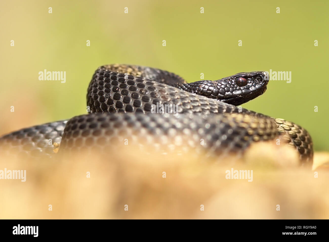 Vipera nikolskii in natural habitat; this is a large black and ...