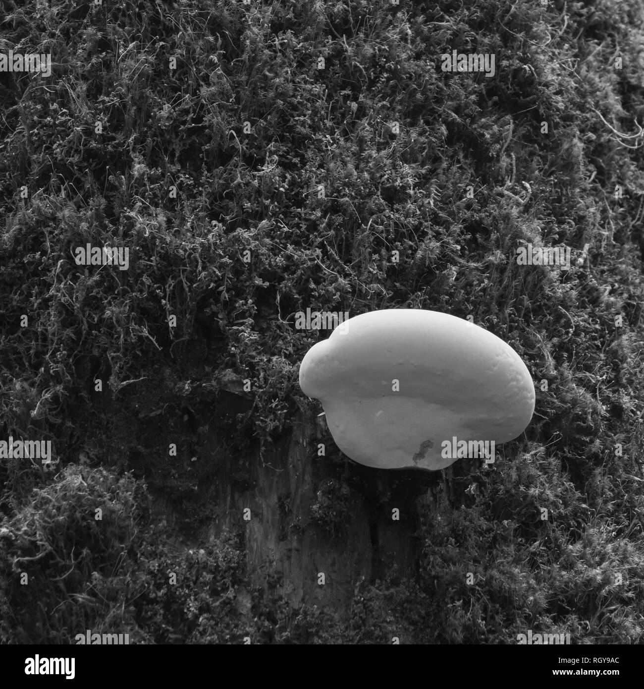 Washington forest mushroom hi-res stock photography and images - Alamy