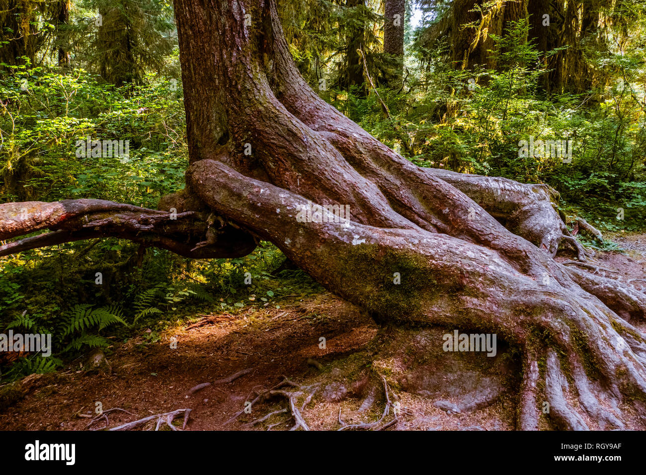 Temperate forest pacific northwest hi-res stock photography and images ...