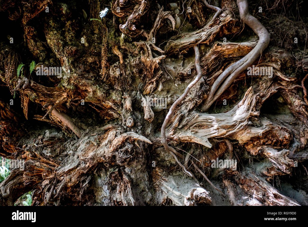 Spruce roots north west hi-res stock photography and images - Alamy