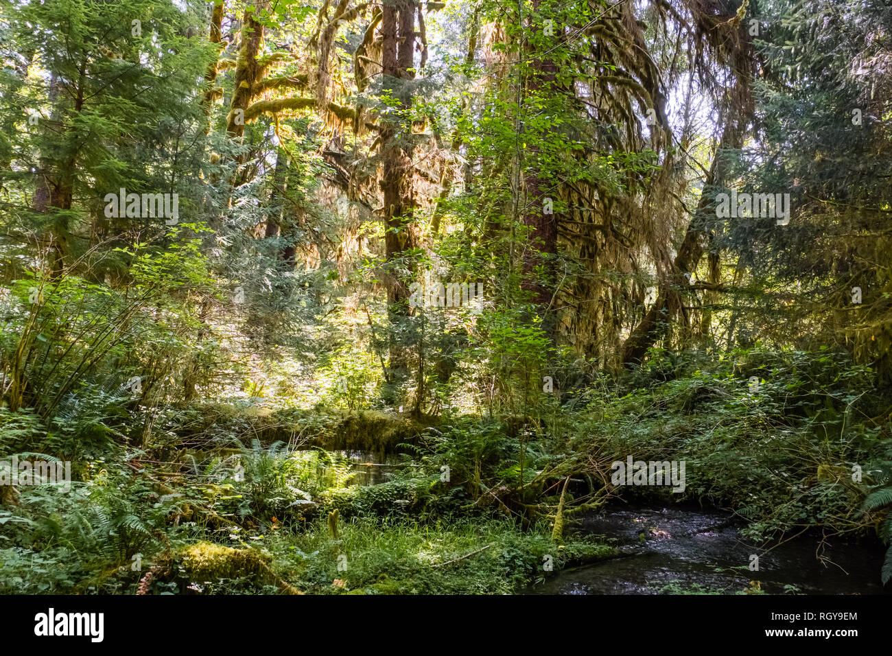 Hoh forest in the olympic peninsula in washington state USA Stock Photo ...