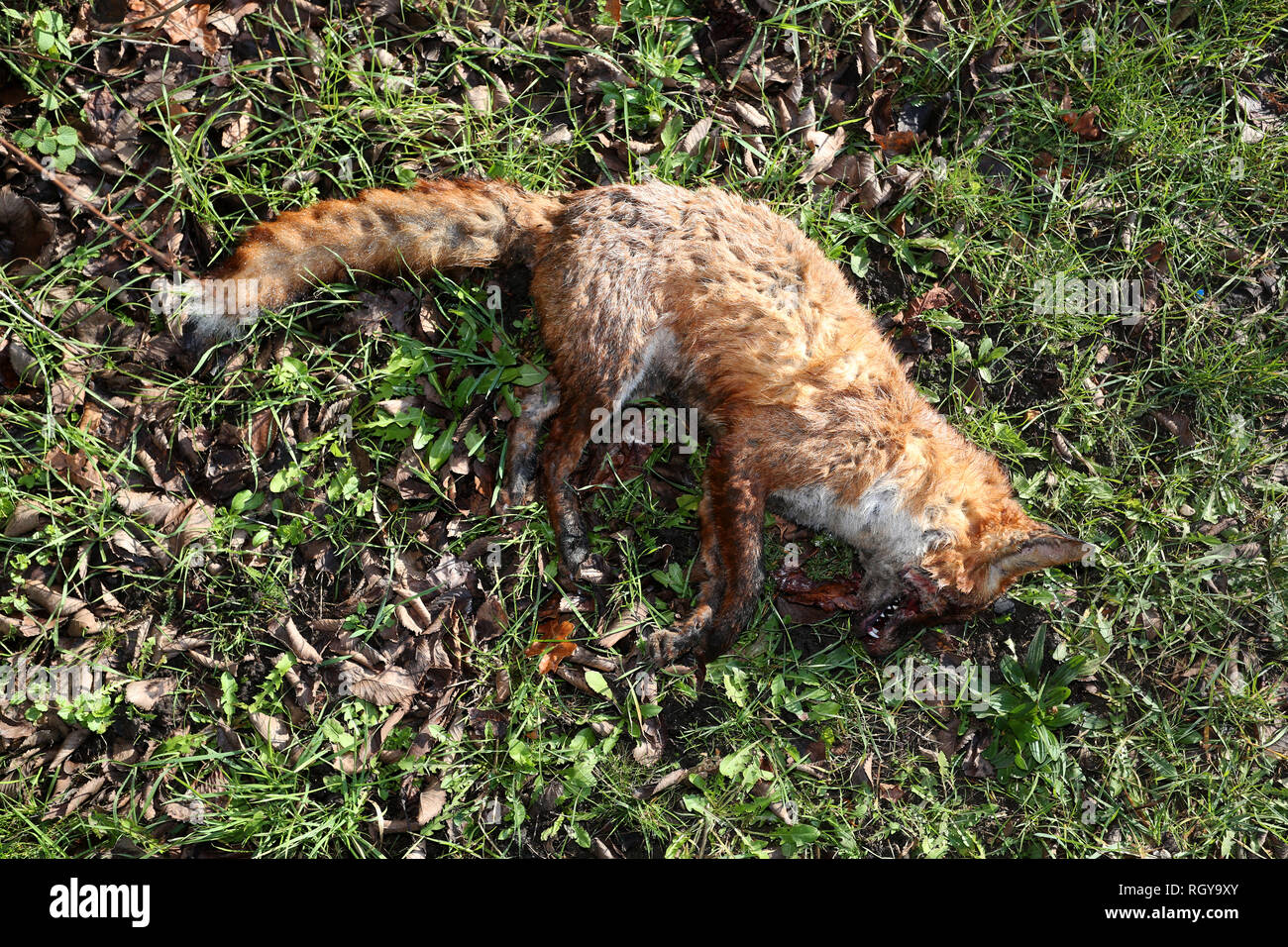 A dead fox pictured by the side of the road in Greater London, UK Stock ...