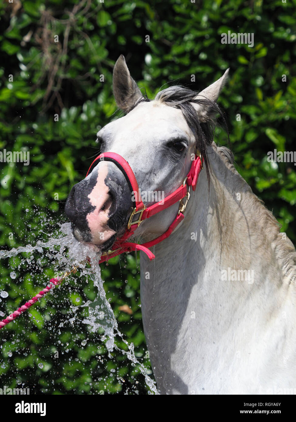 Hose down hi-res stock photography and images - Alamy