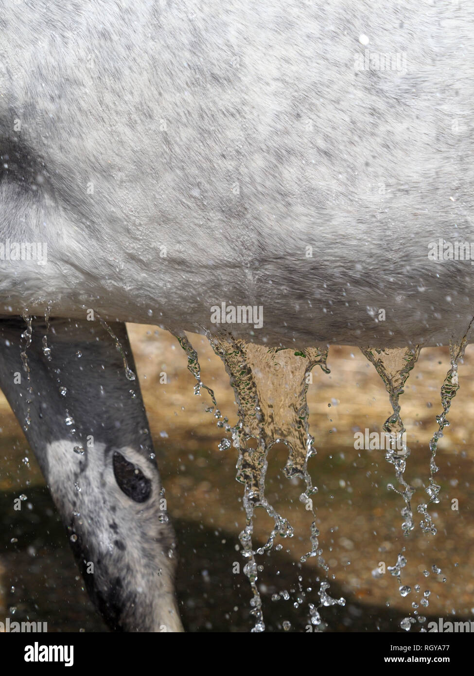 Hose down hi-res stock photography and images - Alamy