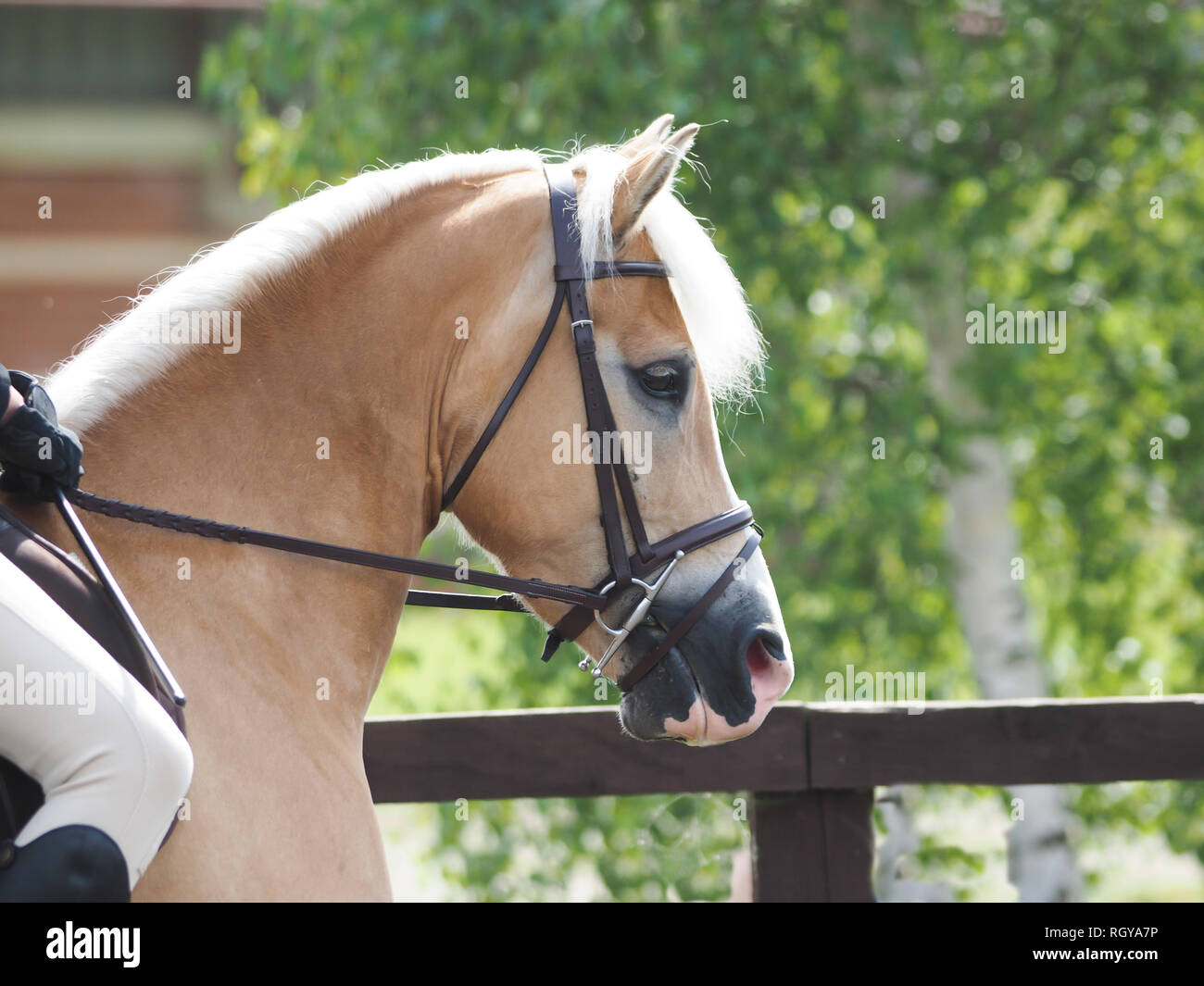 Show cane hi-res stock photography and images - Alamy