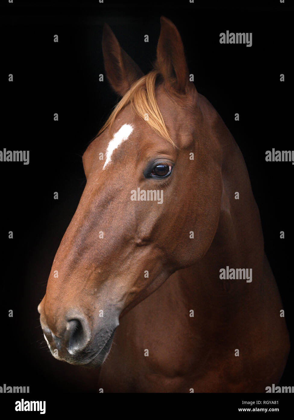 Chestnut Horse Head