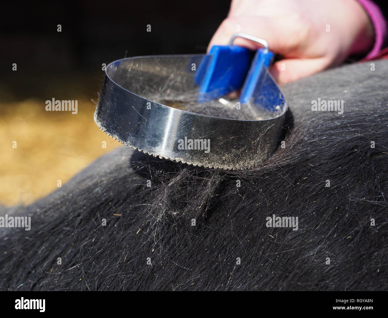 Horse shedding coat hi-res stock photography and images - Alamy