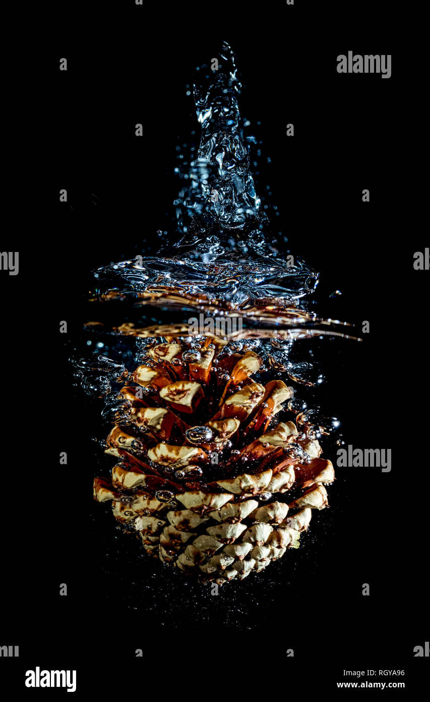 Pine cone splash Stock Photo - Alamy