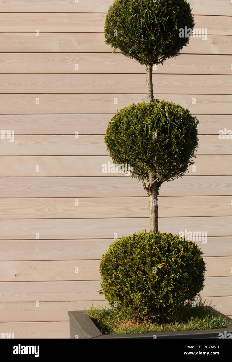 interior with wood walls and small green decorative tree growing in a ...