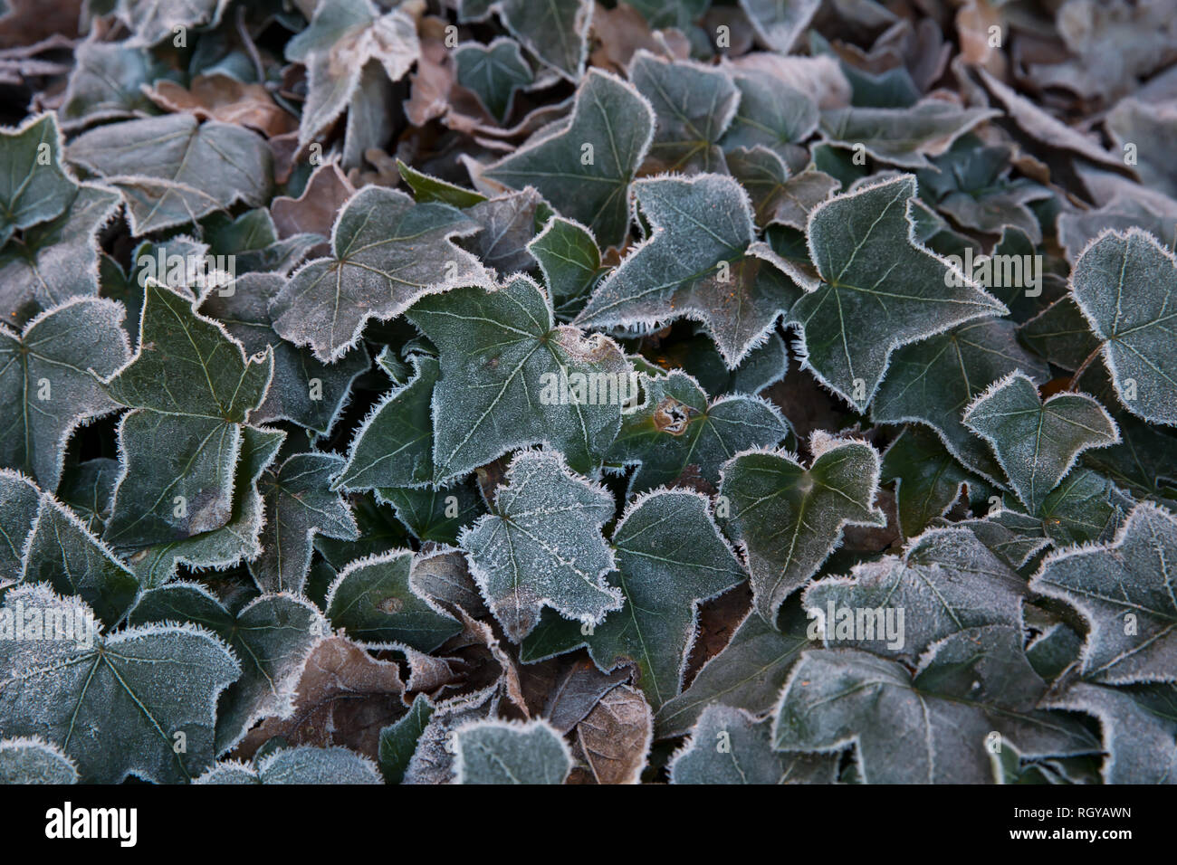 Green Ivy covered in frost on a cold January morning Stock Photo - Alamy
