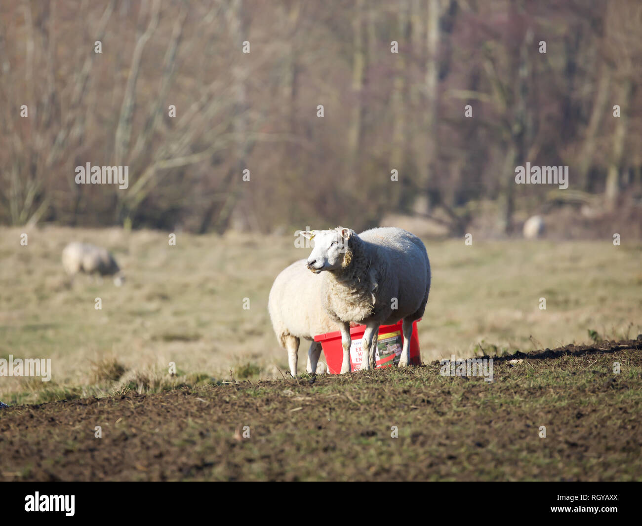Sheep by a plastic food bin in Rutland,UK Stock Photo - Alamy