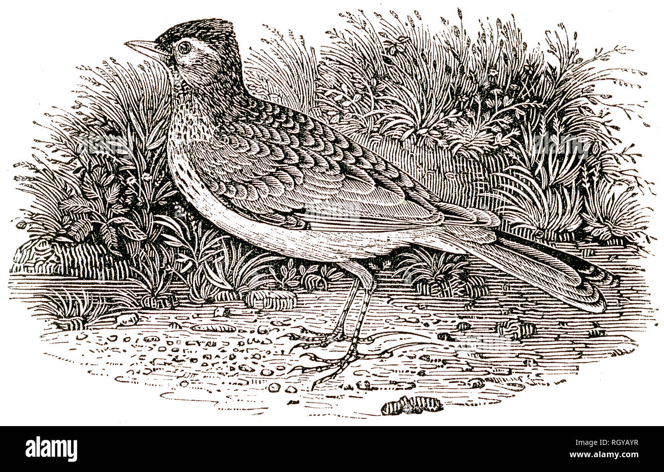 Rev gilbert white hi-res stock photography and images - Alamy