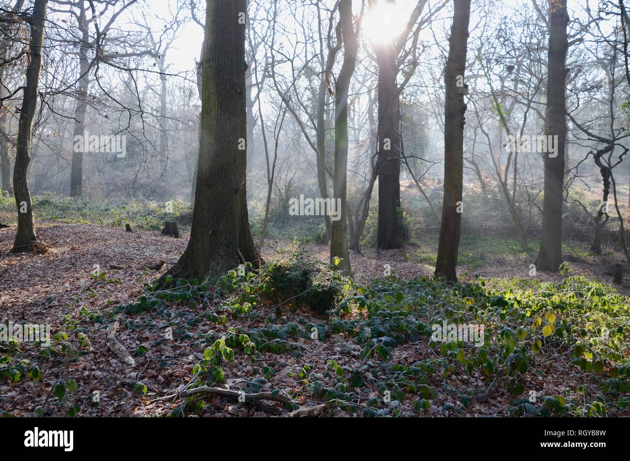 Highgate wood hi-res stock photography and images - Alamy